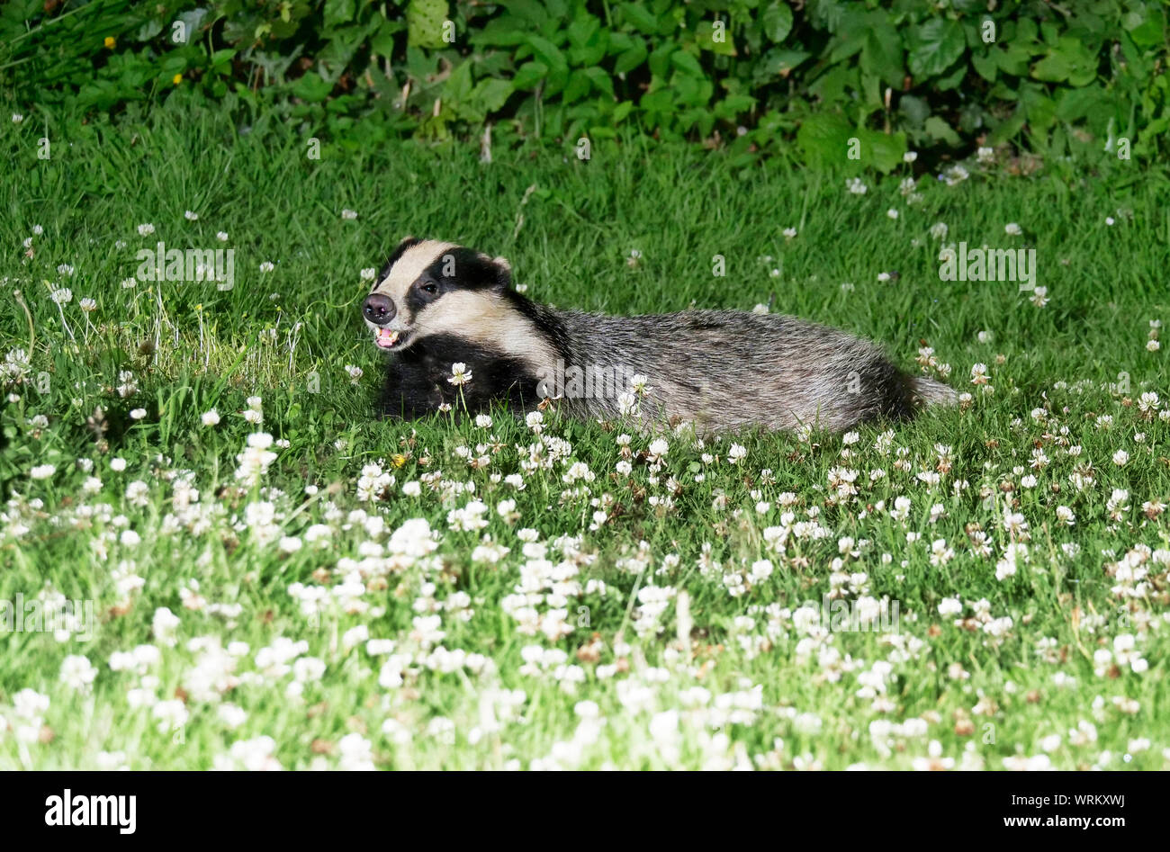 European Badger foraging for food Stock Photo - Alamy