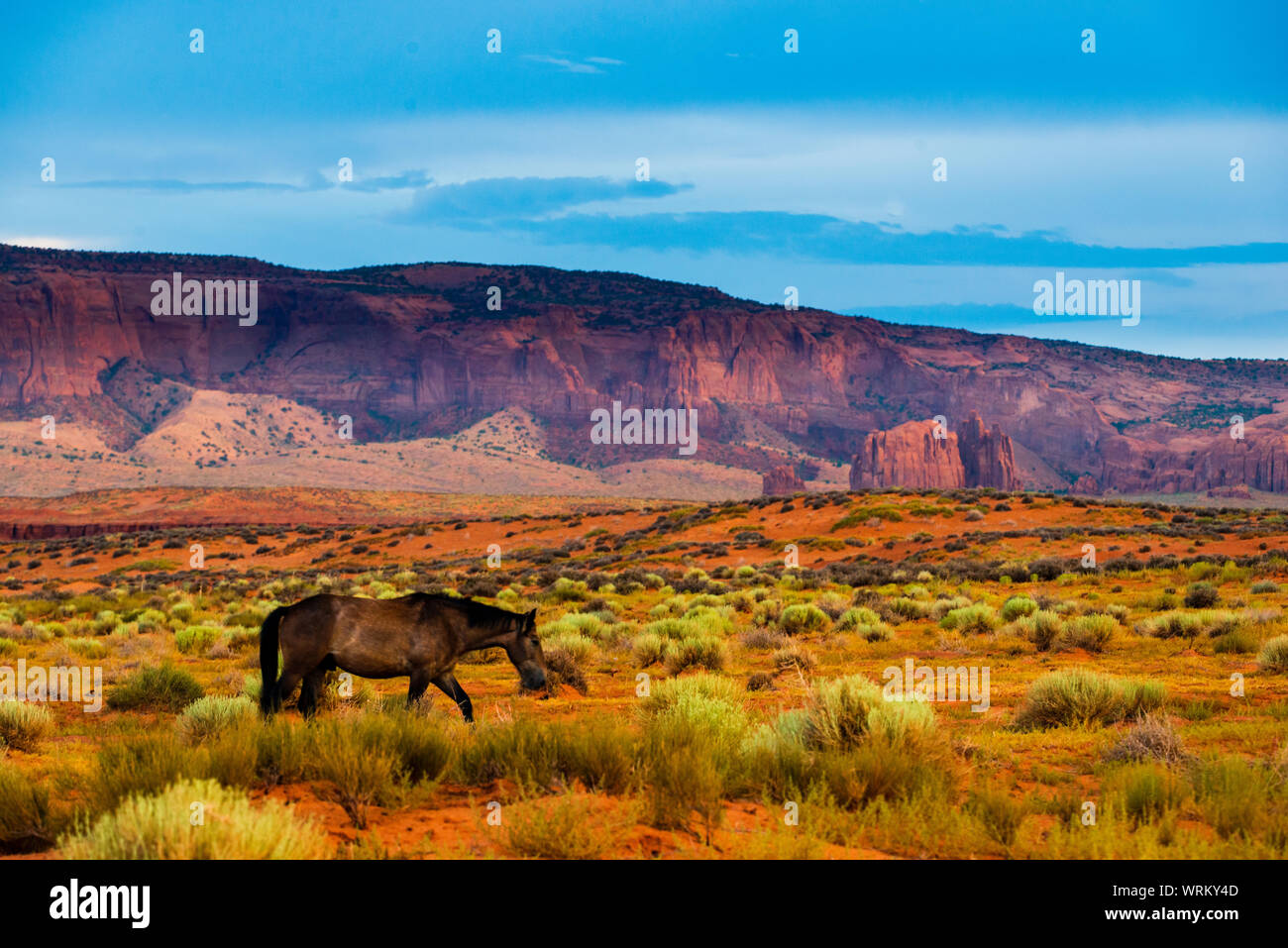 Wild horse in monument hi-res stock photography and images - Alamy