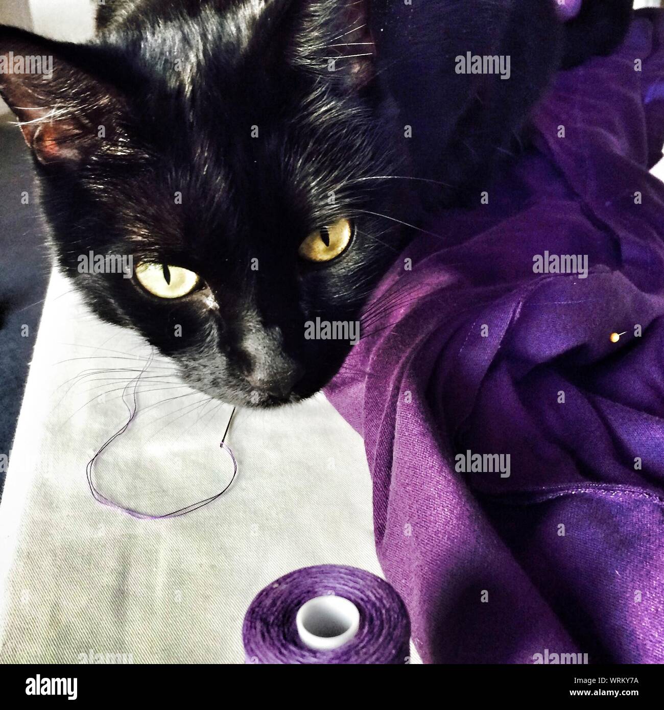 Purple cat hi-res stock photography and images - Alamy