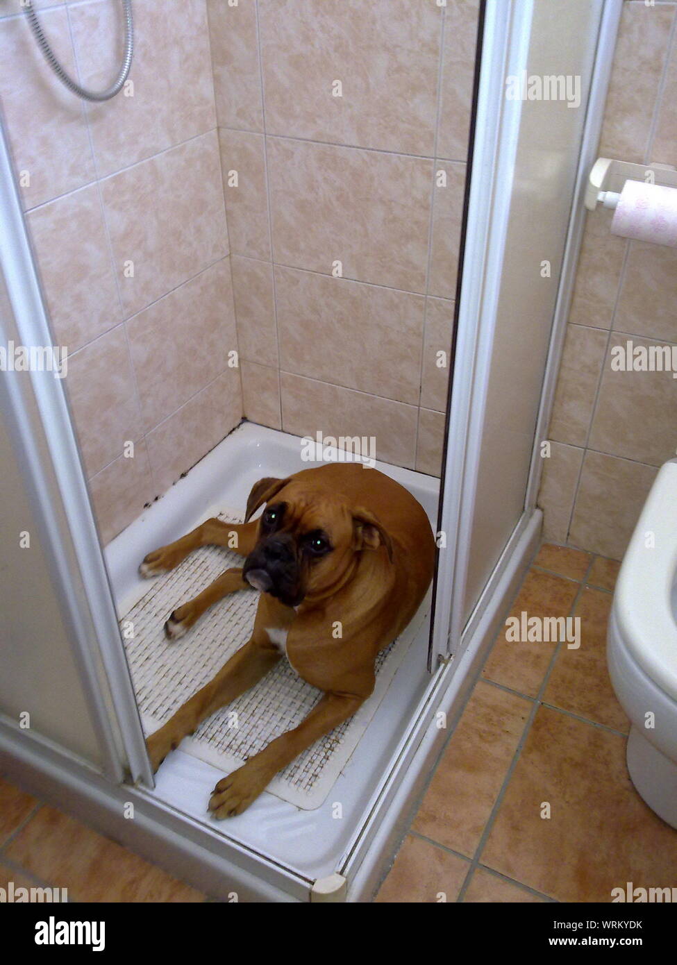 Dog bathroom indoors hi-res stock photography and images - Alamy