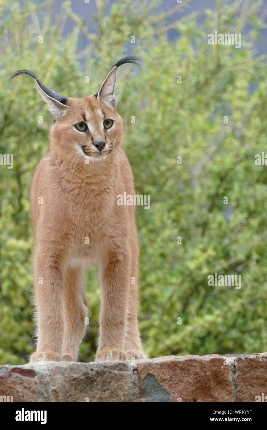 Caracal caracal tree hi-res stock photography and images - Alamy
