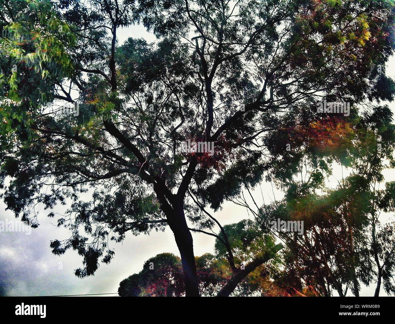 Sunlight canopy hi-res stock photography and images - Alamy