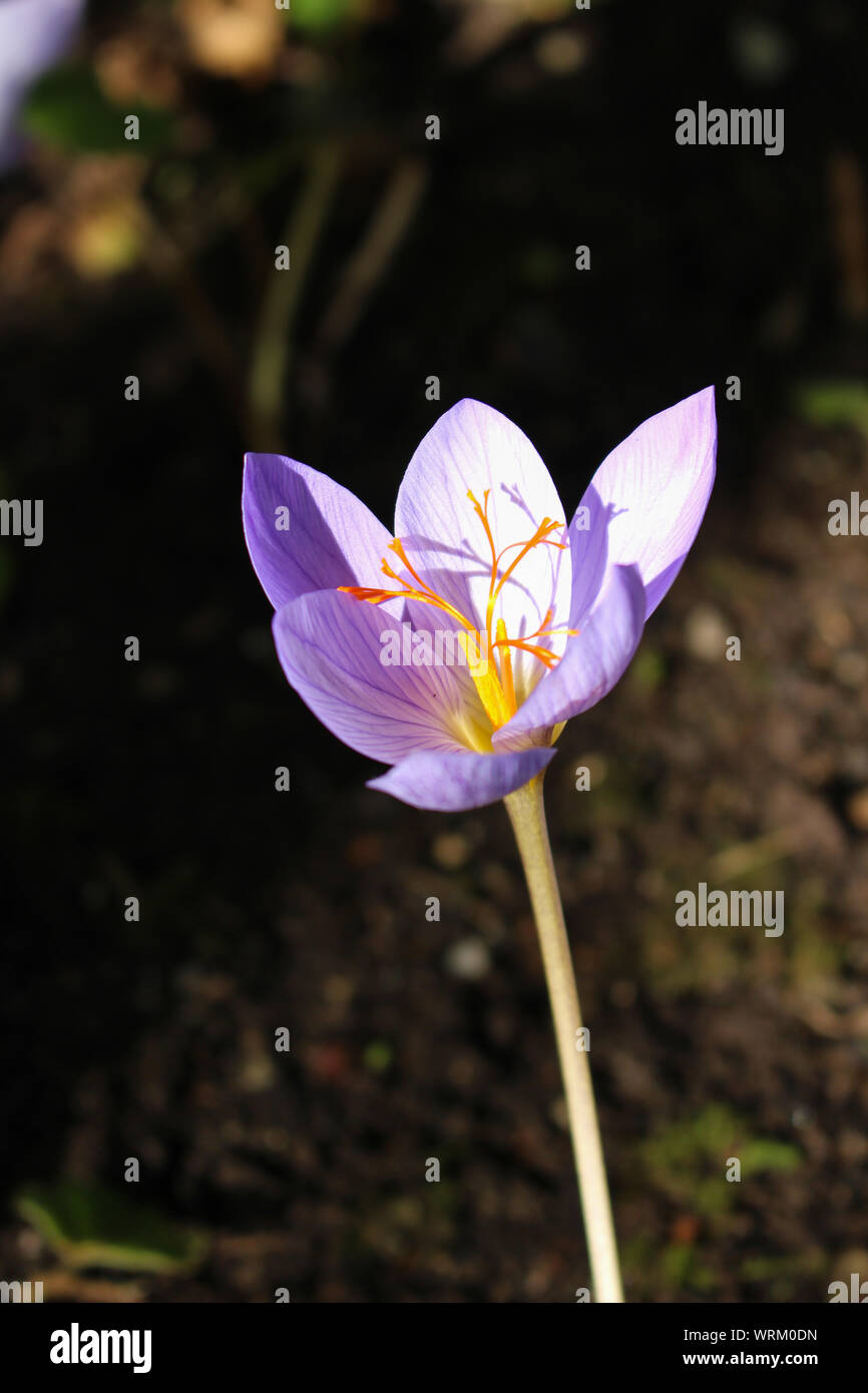 Single crocus hi-res stock photography and images - Alamy