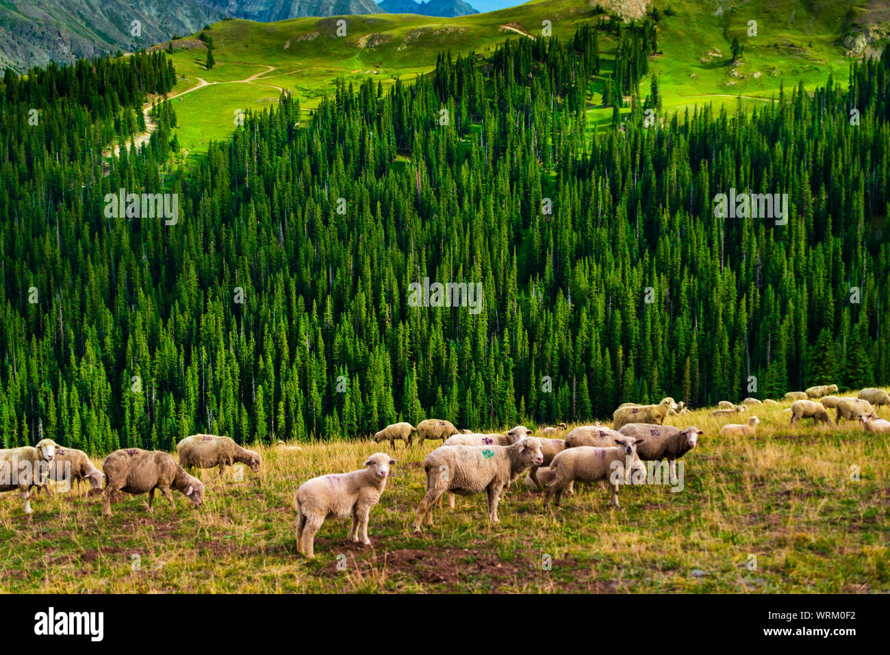 Sheep in the back country mountains of Silverton, Colorado USA Stock ...
