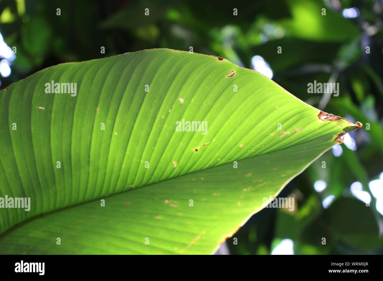 Single Tropical leaf with sun shining through Stock Photo - Alamy