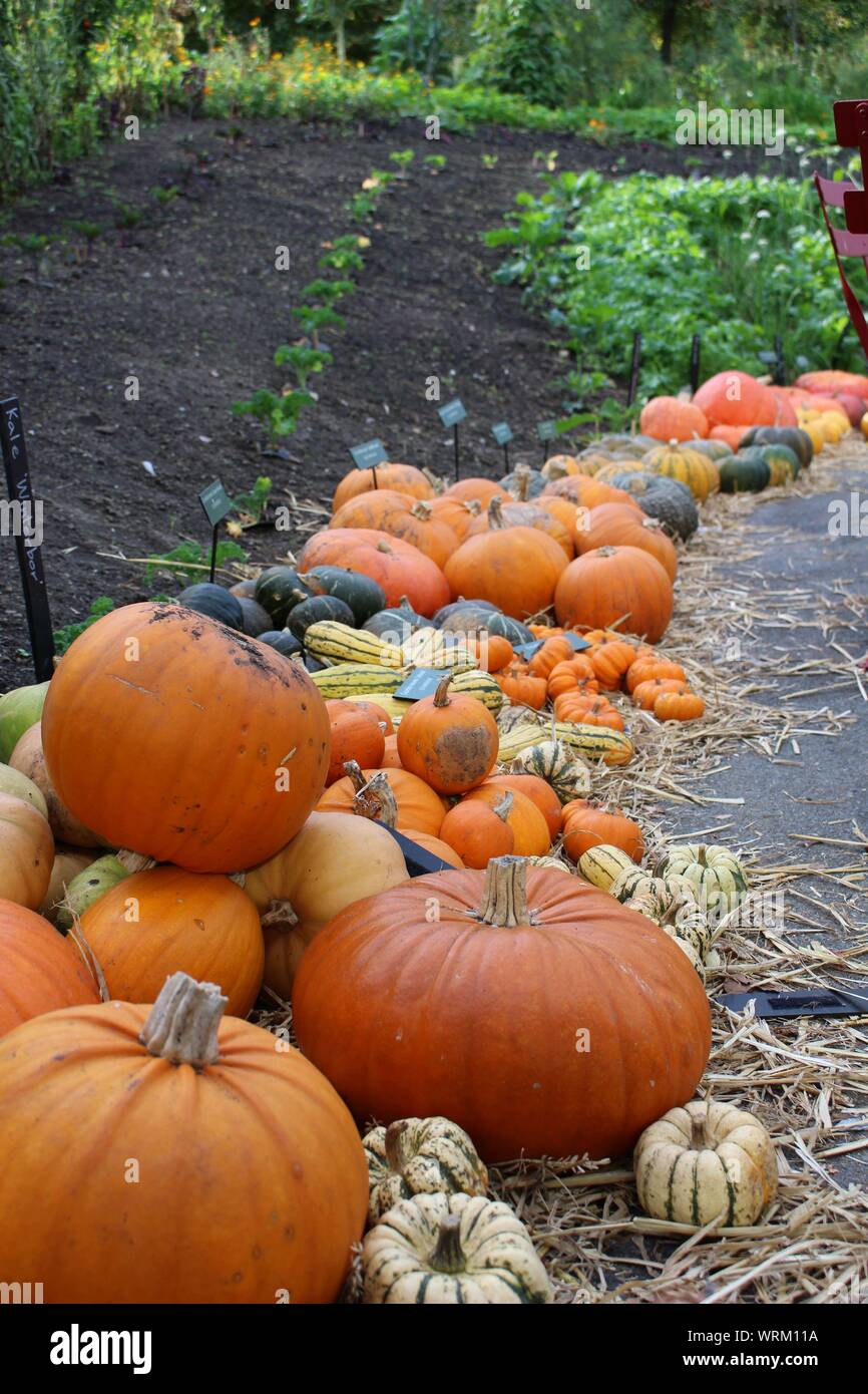 Selection of pumpkins and gourds from autumn harvest Stock Photo - Alamy