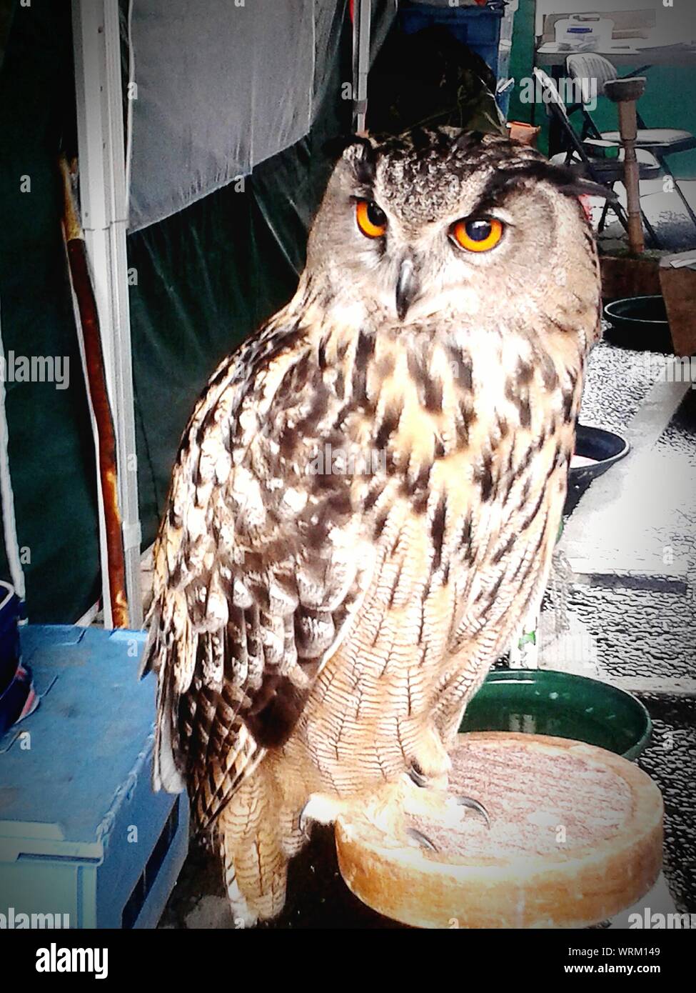 Owl stool hi-res stock photography and images - Alamy