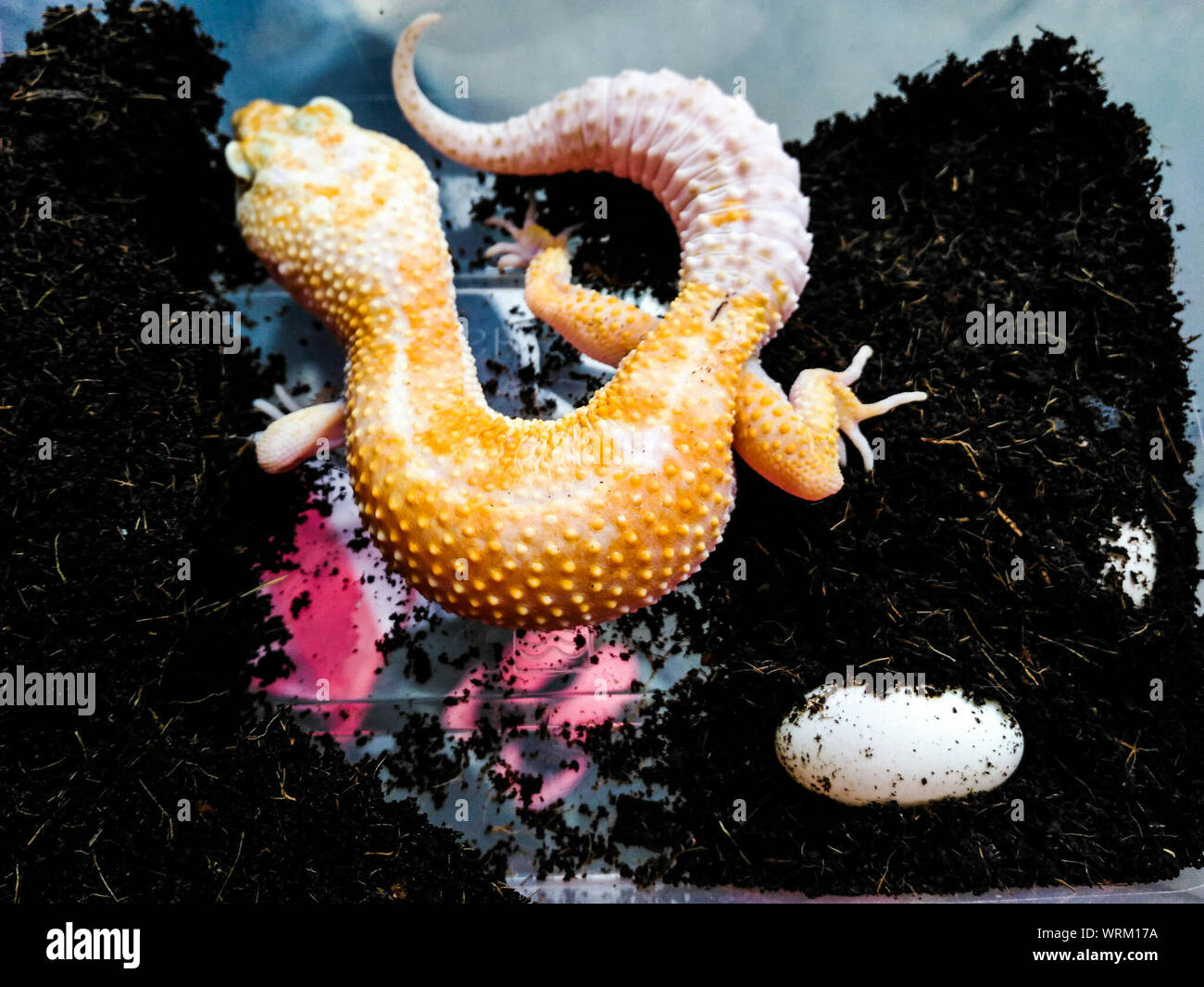 Lizard Egg High Resolution Stock Photography and Images - Alamy