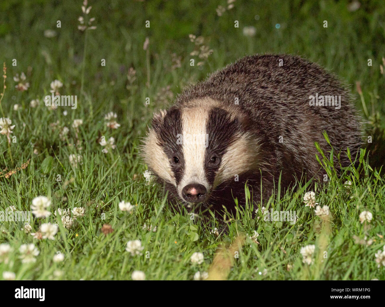 Hawick badger project hi-res stock photography and images - Alamy