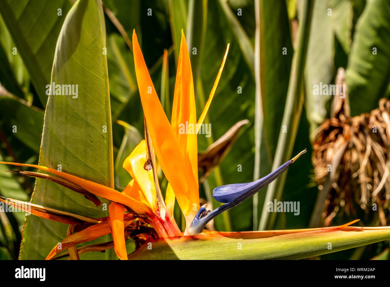 Flowers are nature's beauty in all colors, shapes, and sizes Stock ...