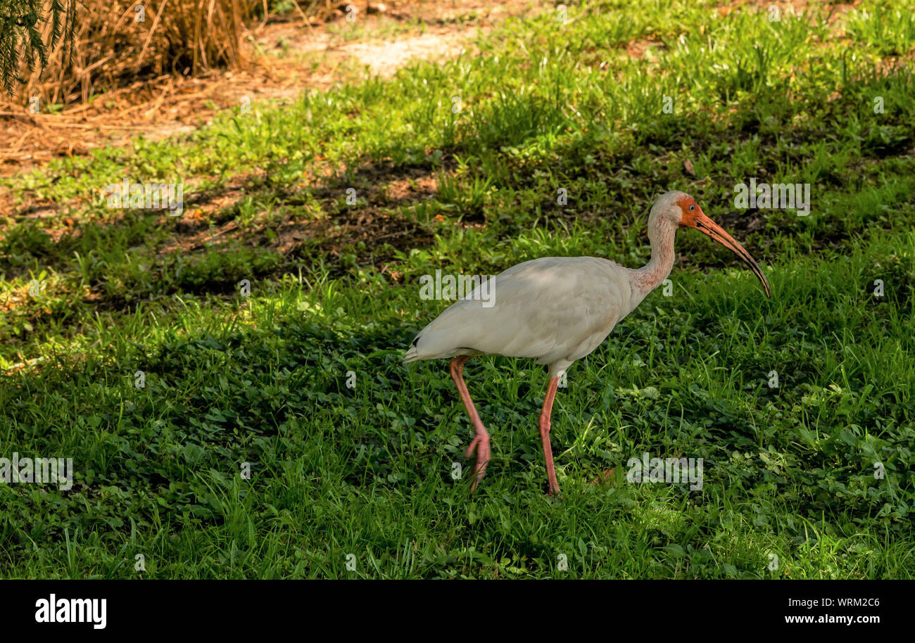 An Ibis taking a stroll across the front lawn Stock Photo - Alamy