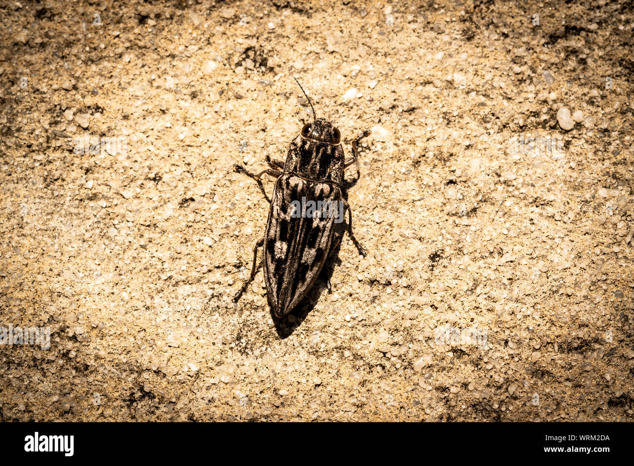 Soaking sun on beach hi-res stock photography and images - Alamy