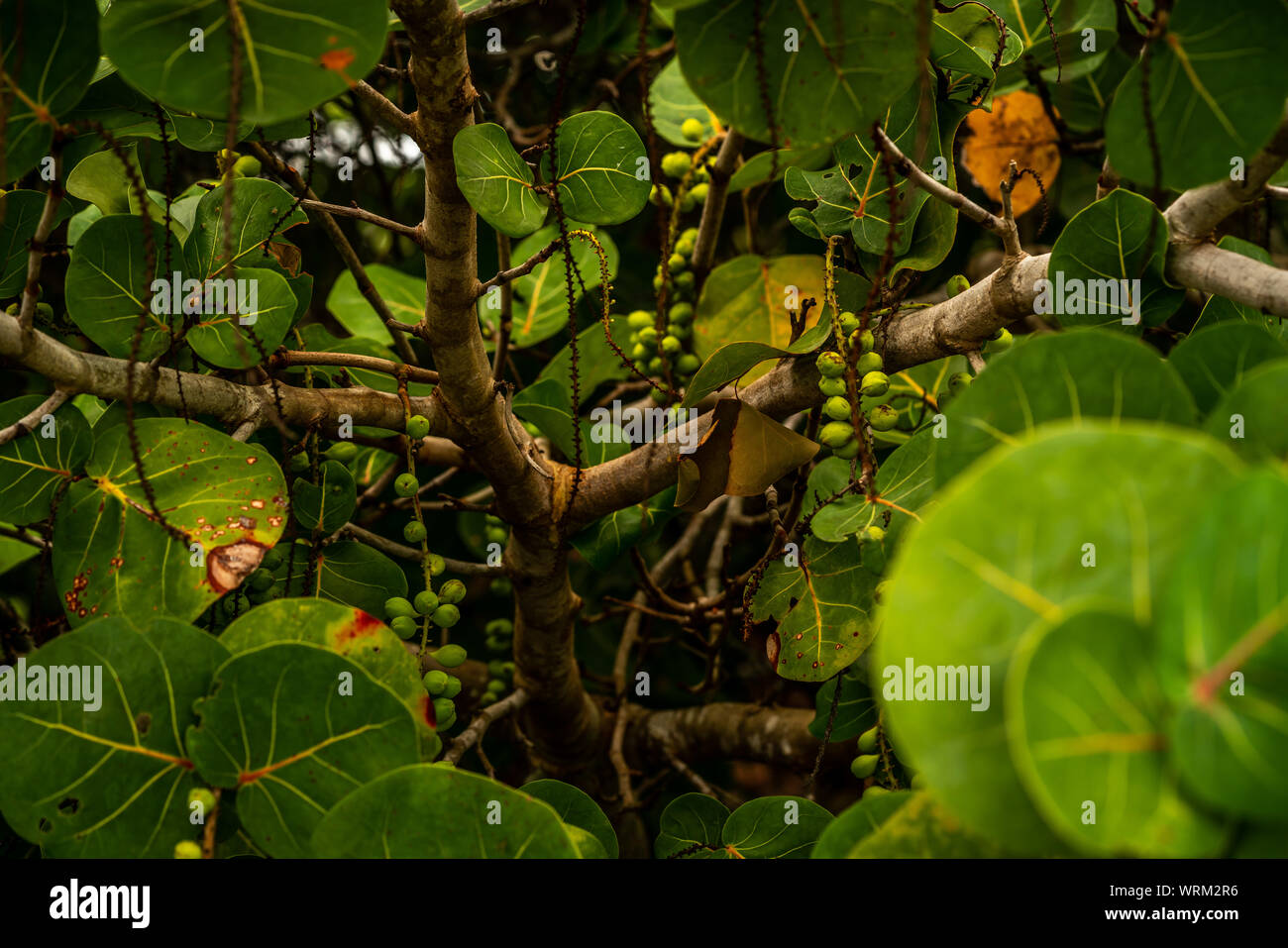 Sea grape hi-res stock photography and images - Alamy