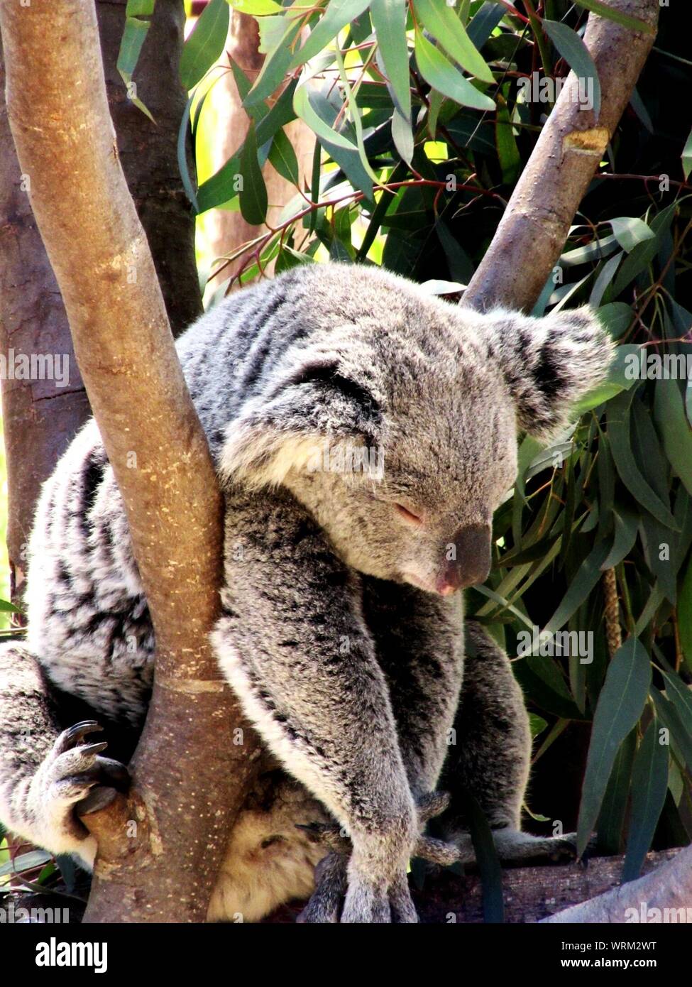 Koala bear close up hi-res stock photography and images - Alamy