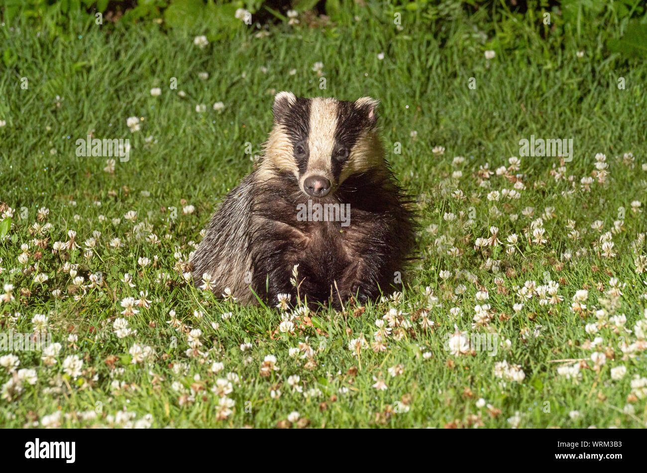 European Badger foraging for food Stock Photo - Alamy