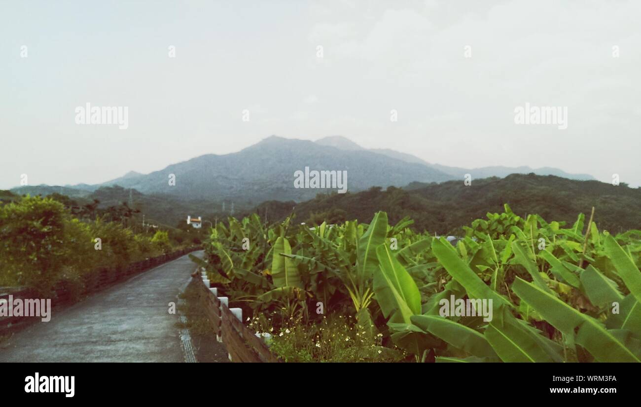 Empty banana leaf hi-res stock photography and images - Alamy