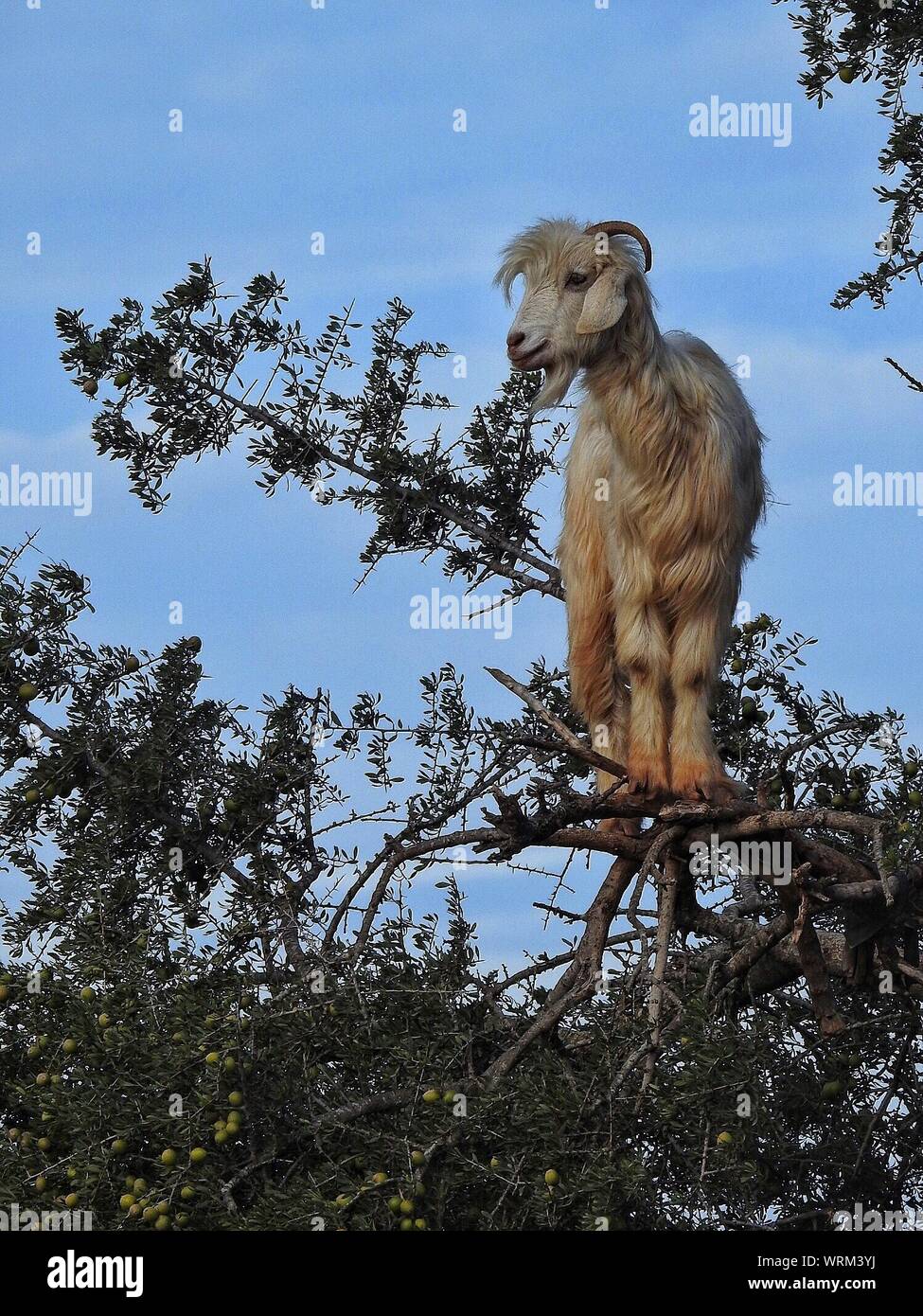 Goat Tree High Resolution Stock Photography and Images - Alamy