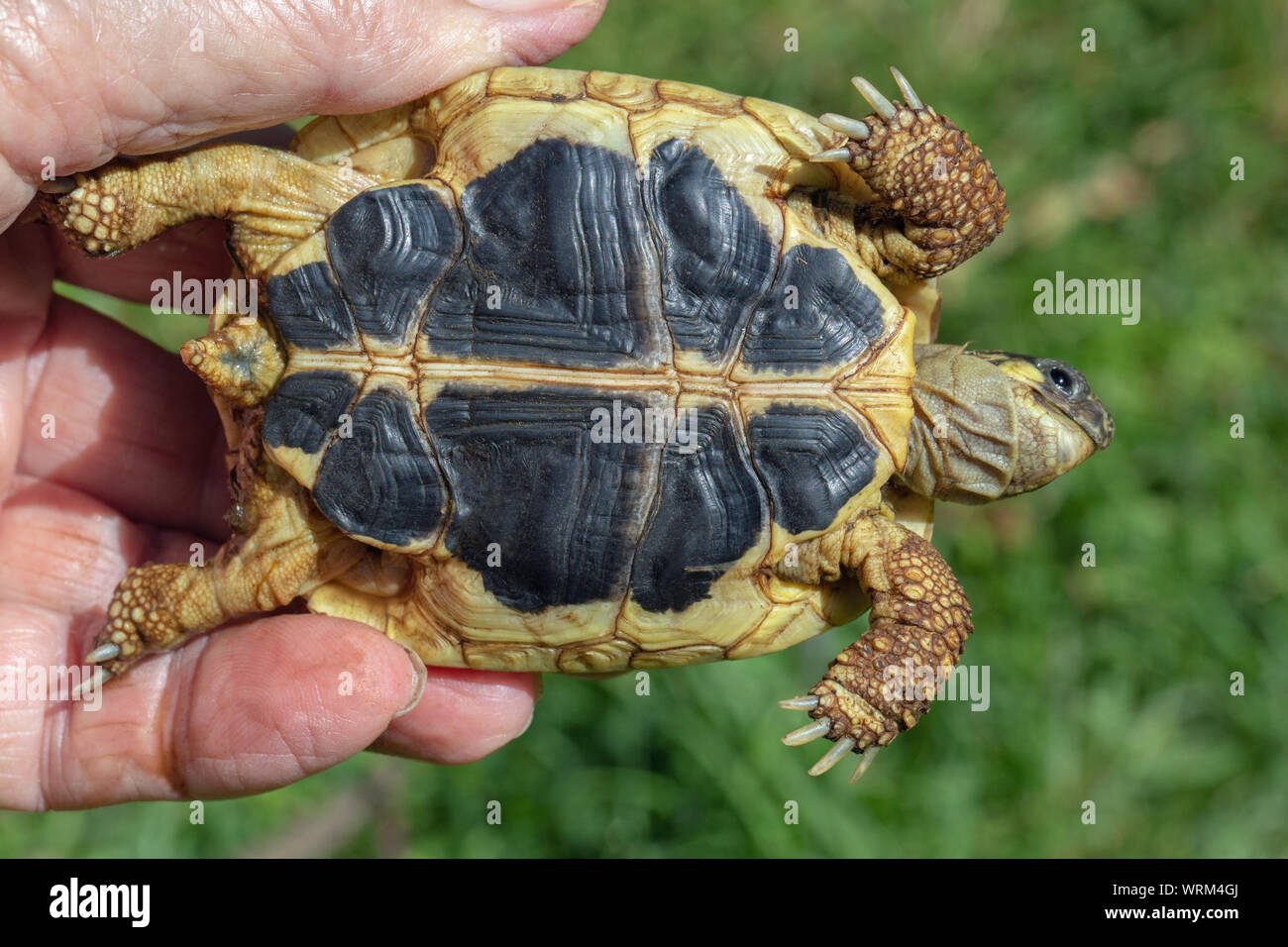 Western Herman’s Tortoise (Testudo hermanni hermanni). Hand held. Close ...