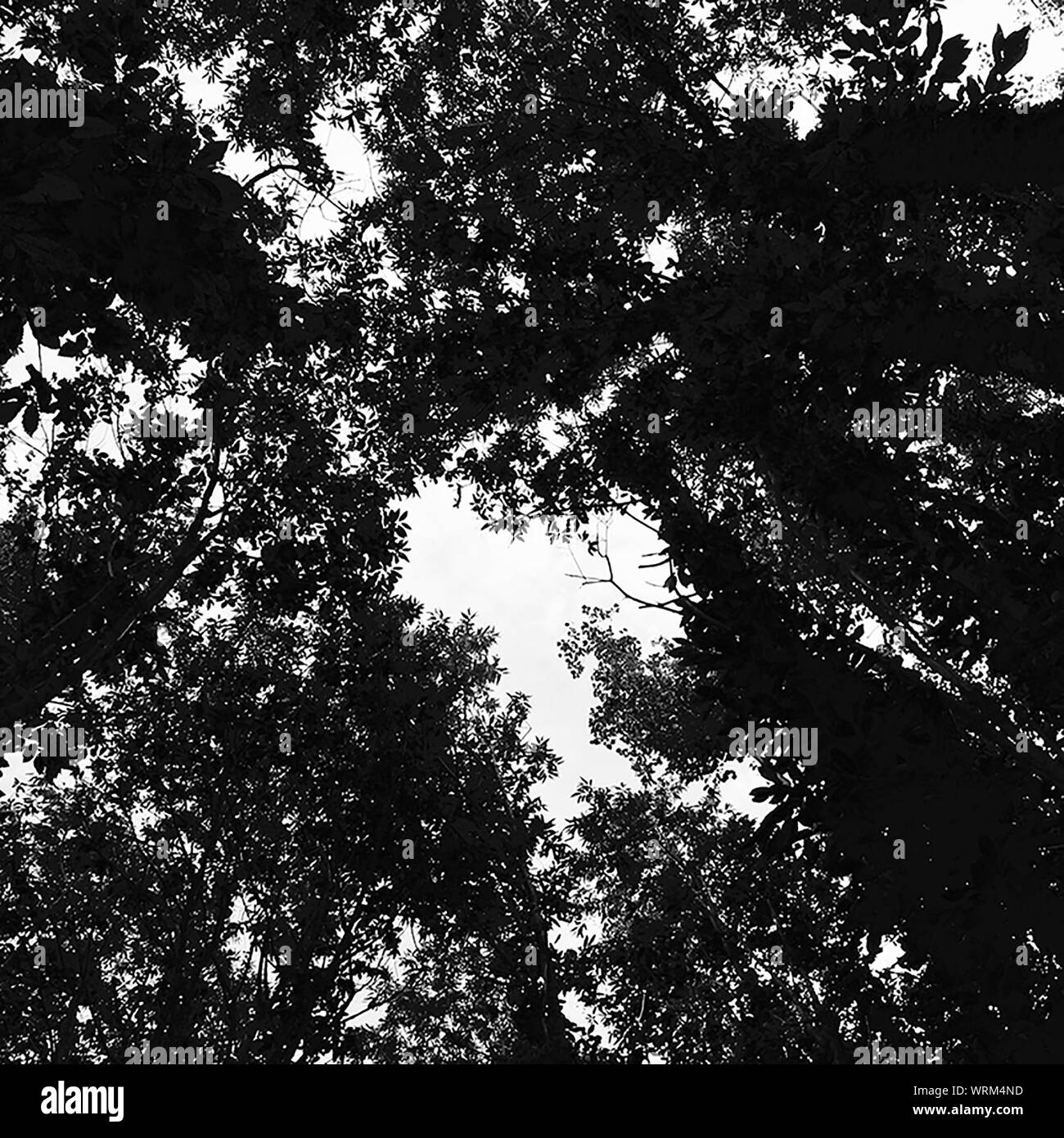 High Section Of Silhouette Trees Stock Photo - Alamy