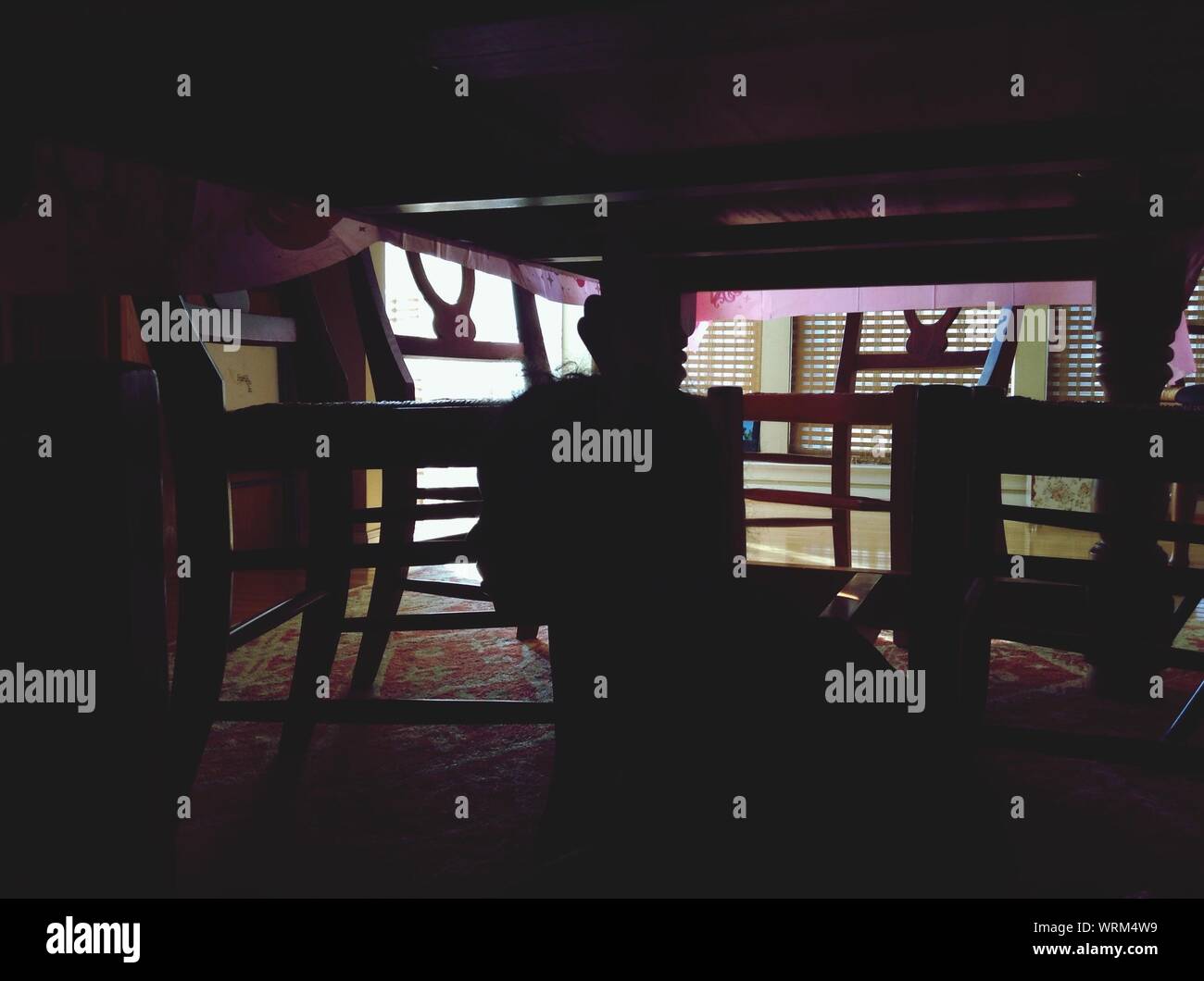 Backlit Silhouette Outline High Resolution Stock Photography and Images ...