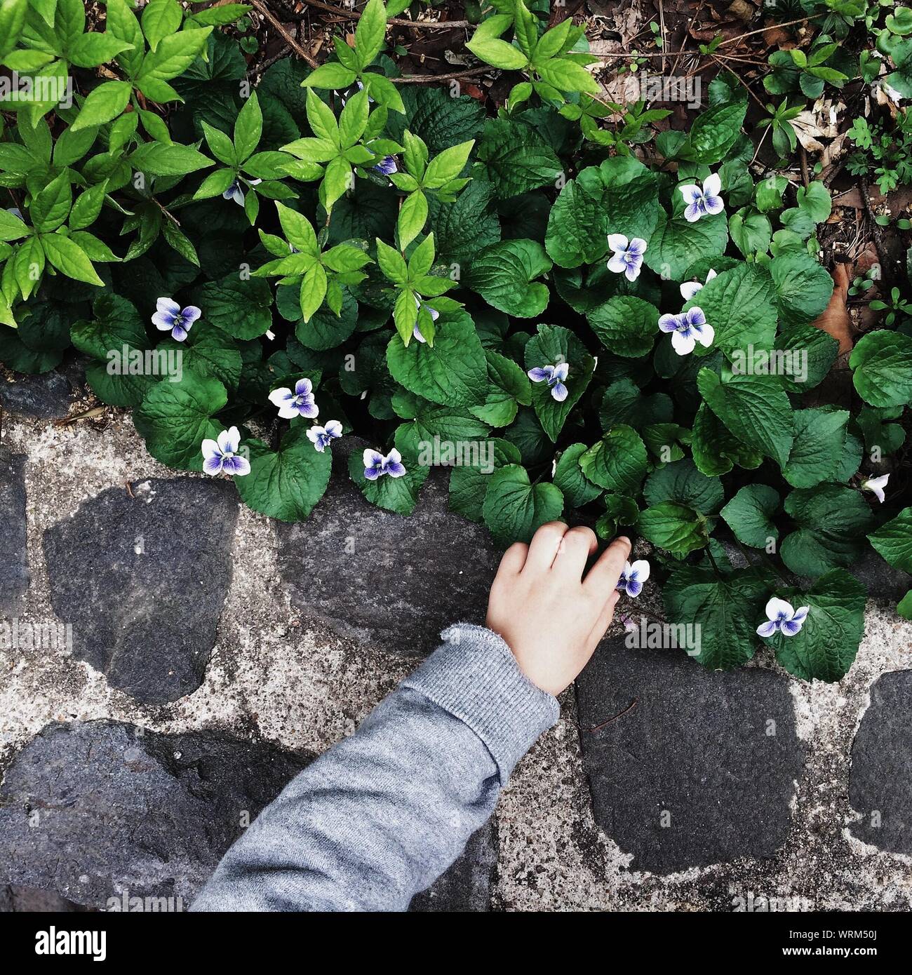Plucking flower petal hi-res stock photography and images - Alamy