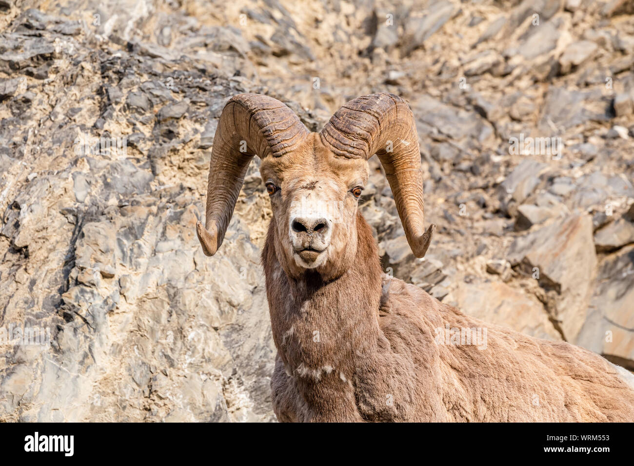 Rock climbing sheep hi-res stock photography and images - Alamy