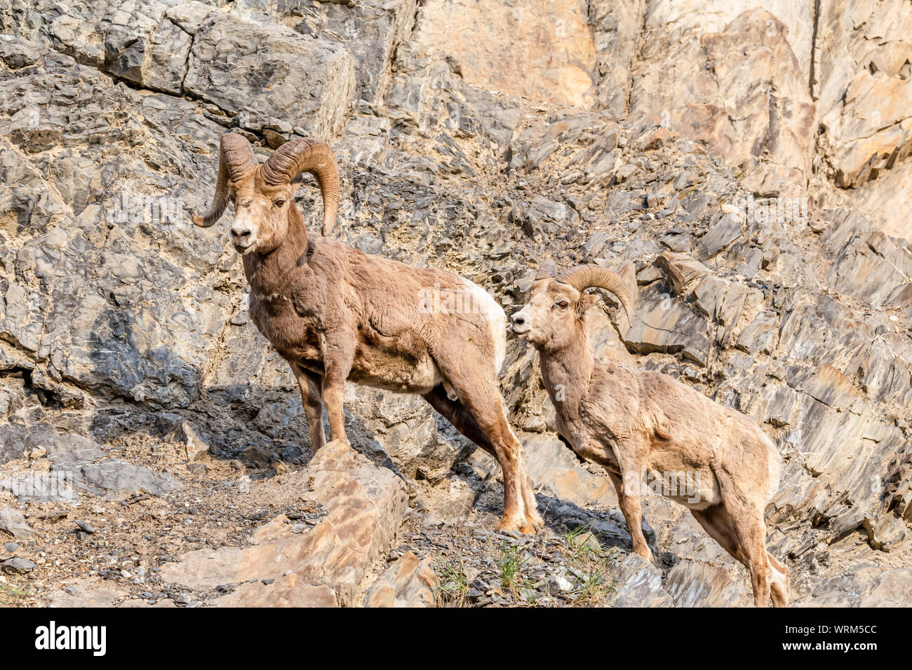 Climbing sheep hi-res stock photography and images - Alamy