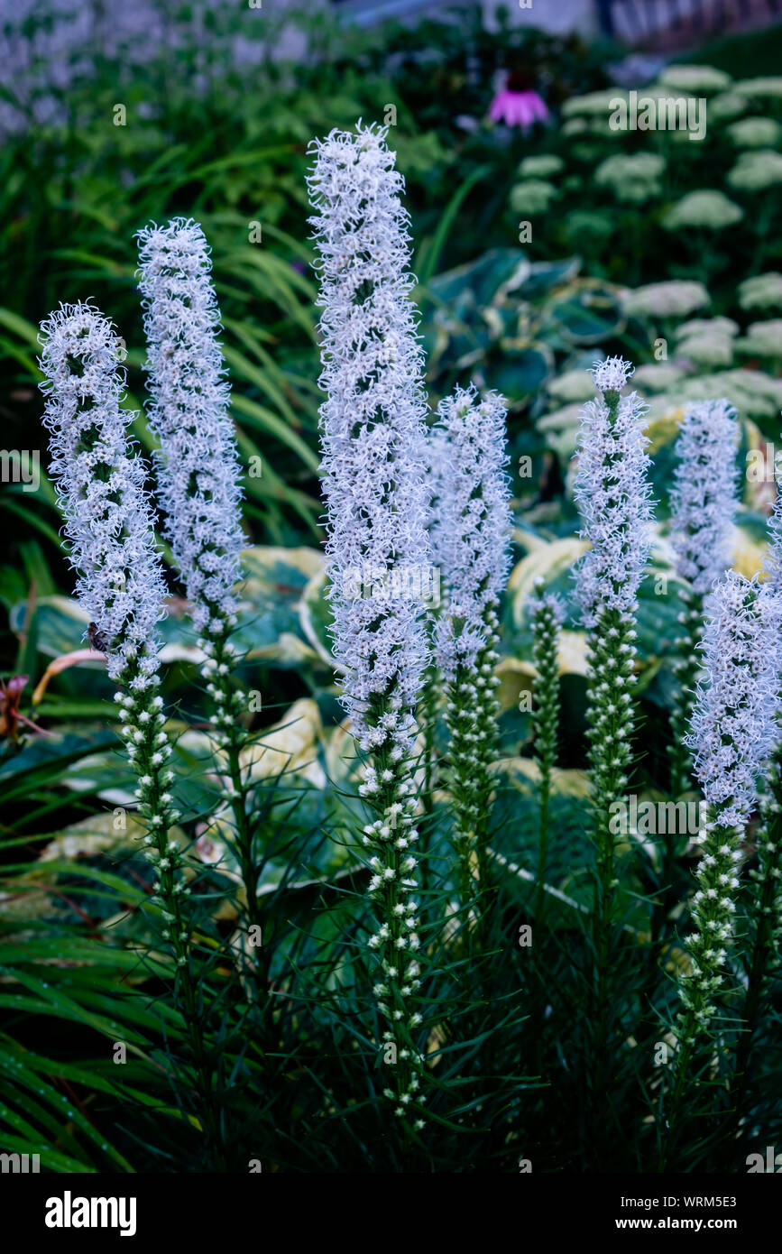 White Veronica white Speedwell flowers in the evening light Stock Photo ...