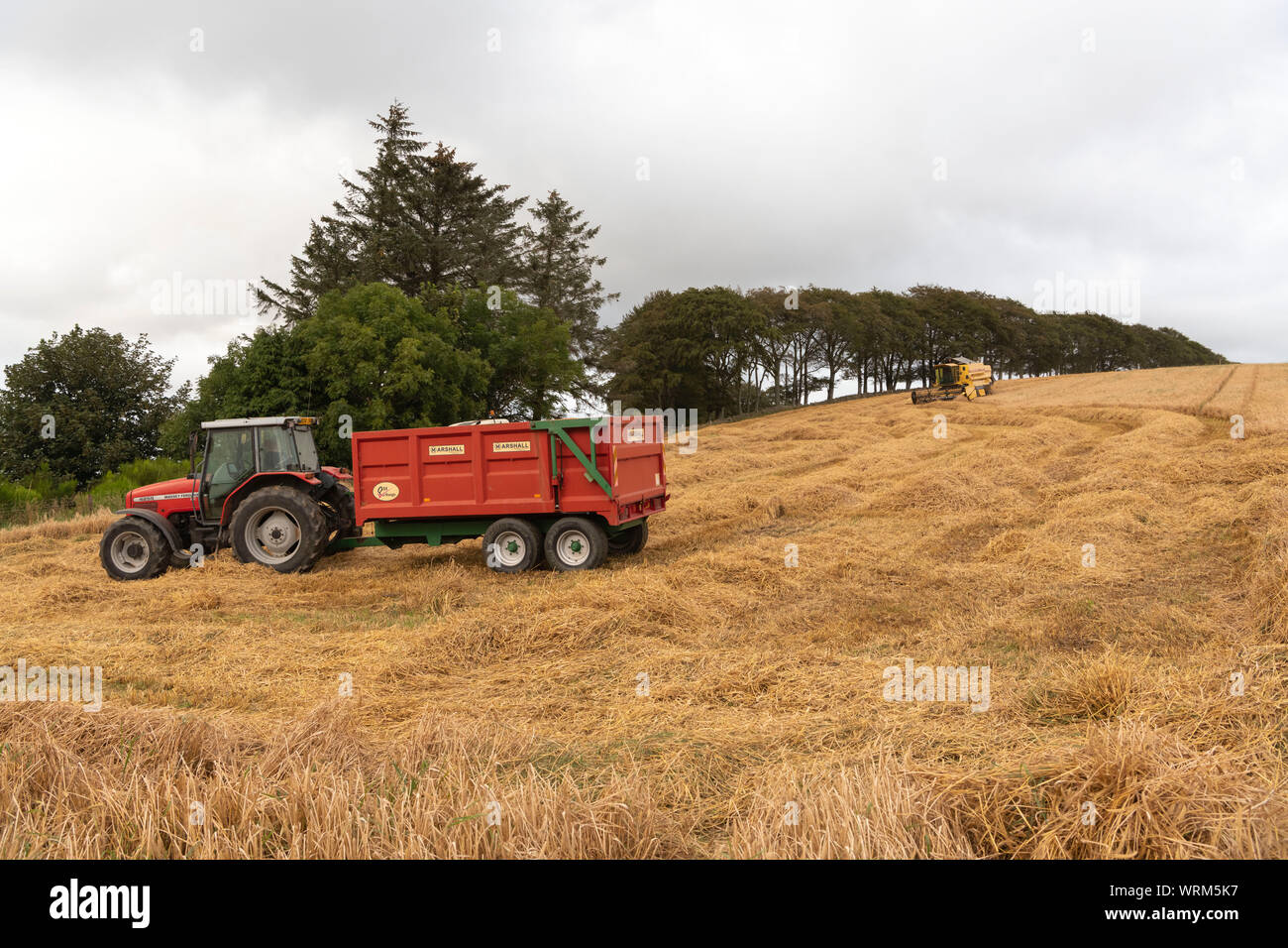 A Tractor and Trailer Waiting in a Field of Barley to Receive Grain ...