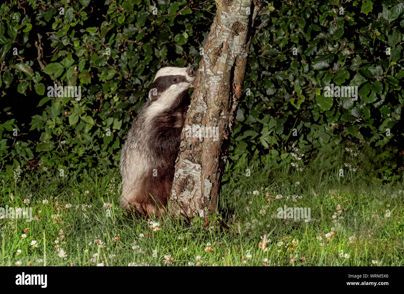 Eurasian Badger climbing and apple tree trunk Stock Photo - Alamy