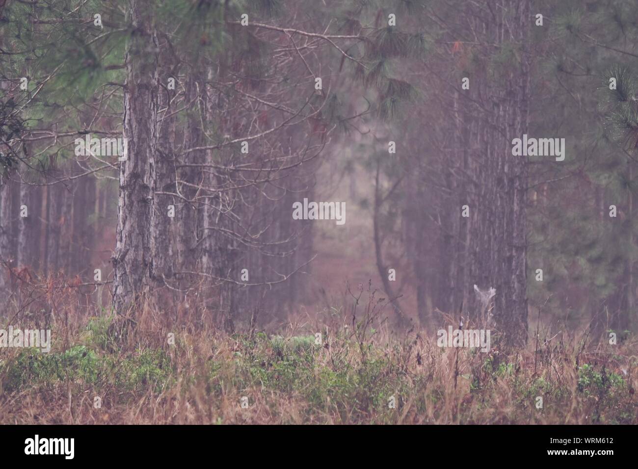 The scene at forest row hi-res stock photography and images - Alamy