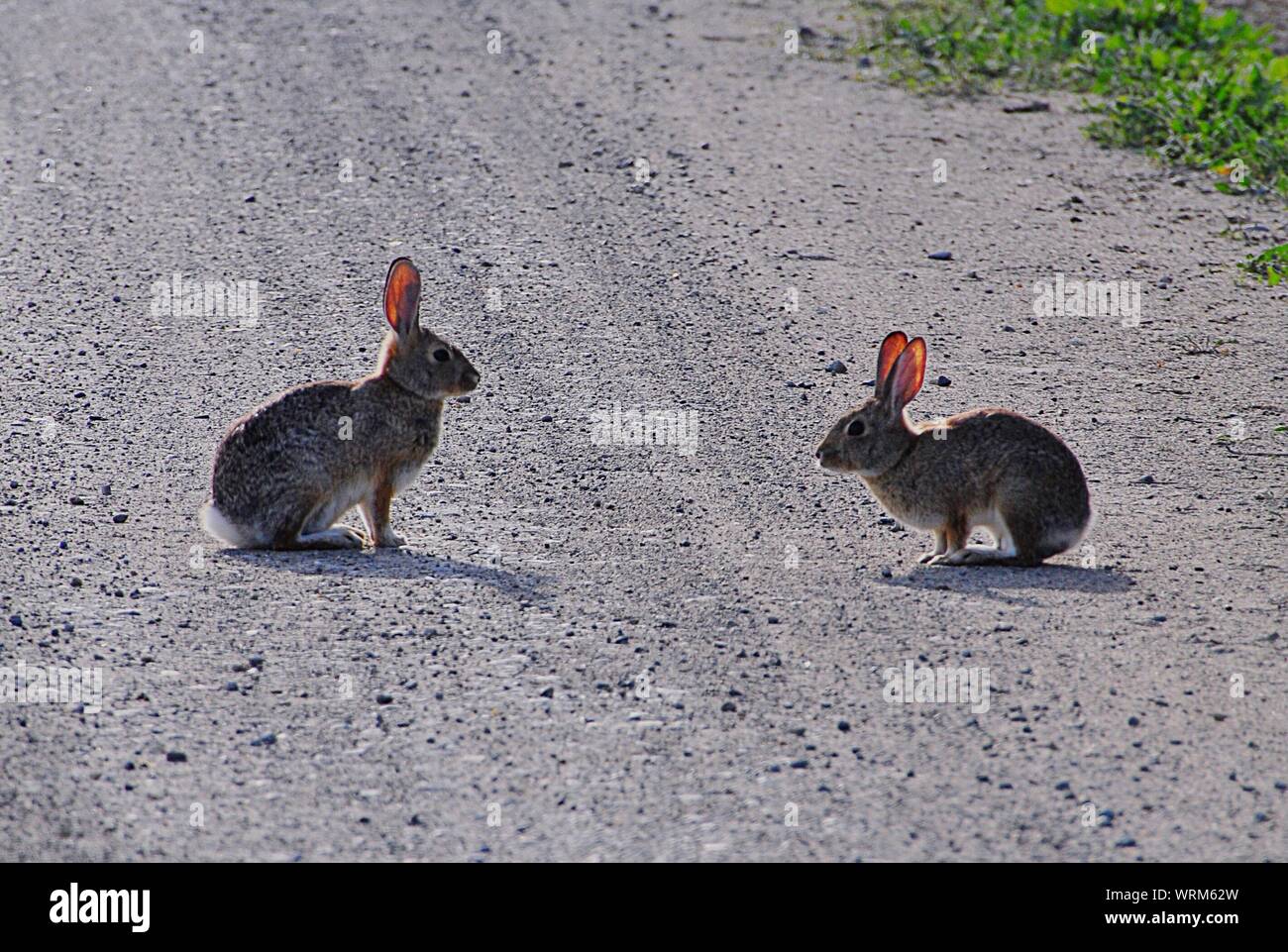 Rabbit on dirt road hi-res stock photography and images - Alamy
