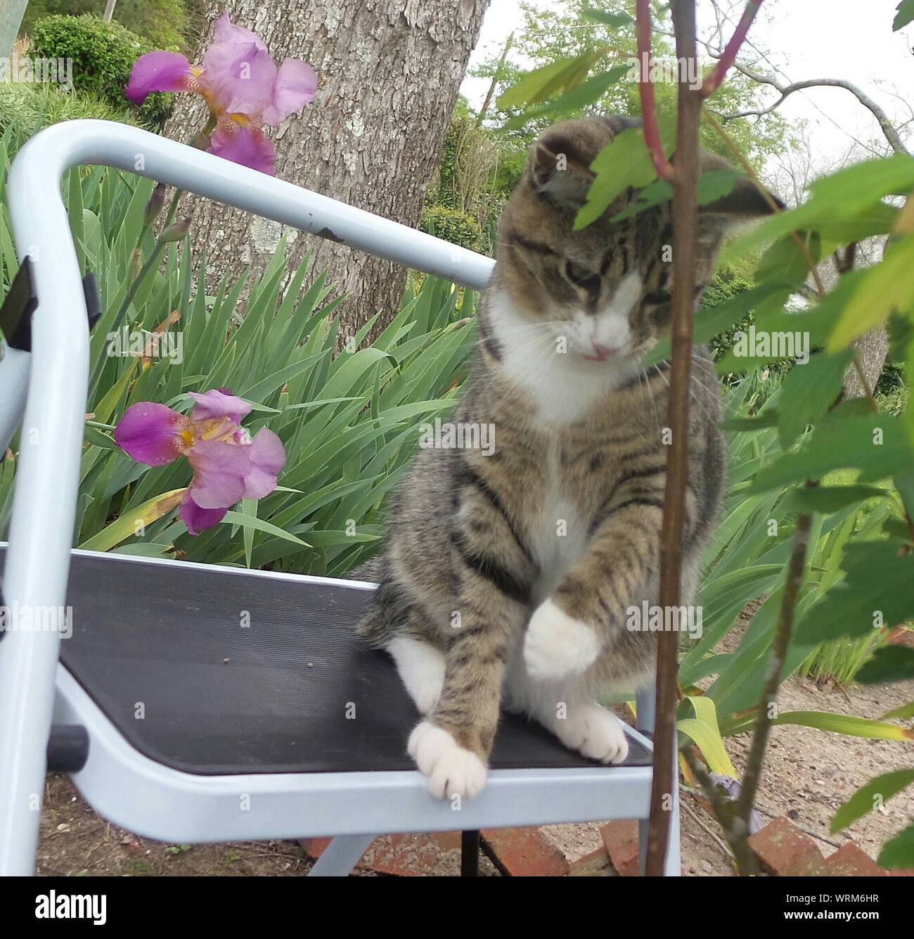 Cat on the ladder hi-res stock photography and images - Alamy