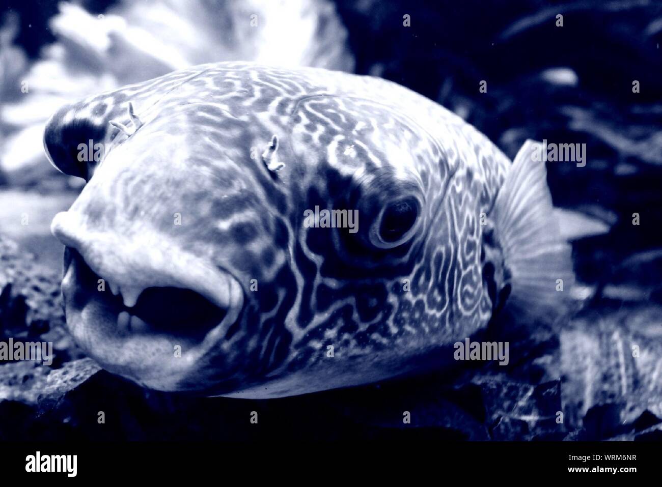 Fish Teeth Underwater High Resolution Stock Photography and Images - Alamy