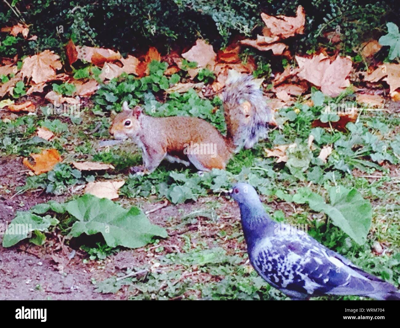 Pigeon and squirrel hi-res stock photography and images - Alamy