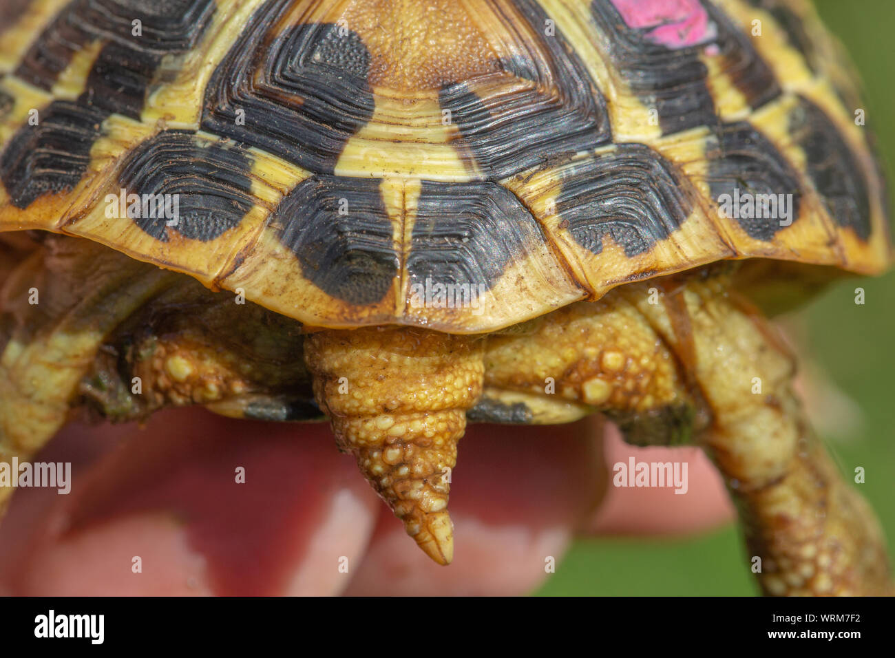 Western Hermann’s Tortoise (Testudi h. hermanni). Rear-end showing ...