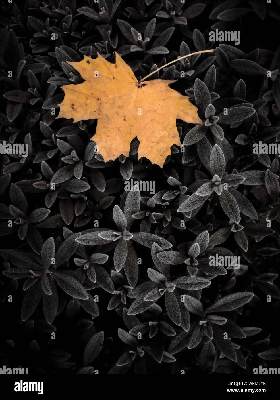 Close up of a dry leaf hi-res stock photography and images - Alamy