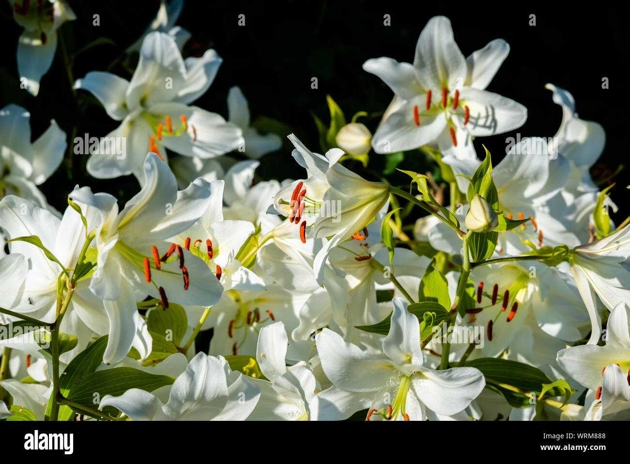 White lily flowers in the garden Stock Photo - Alamy