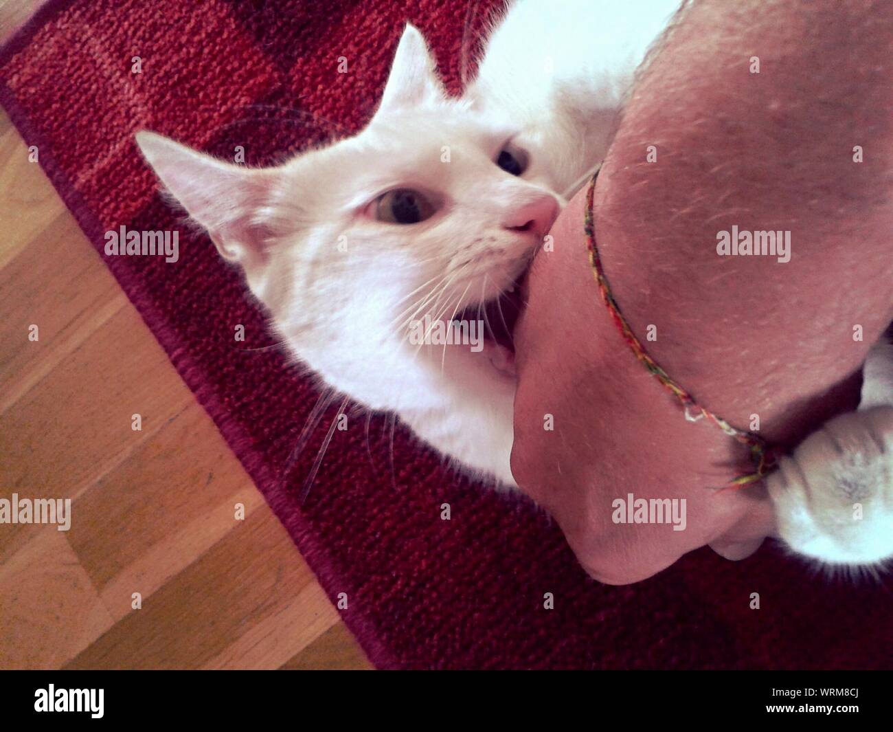 Cat biting human hi-res stock photography and images - Alamy