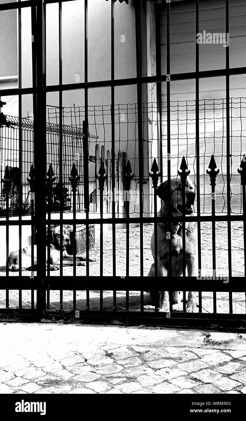 Dogs Behind Gate High Resolution Stock Photography and Images - Alamy