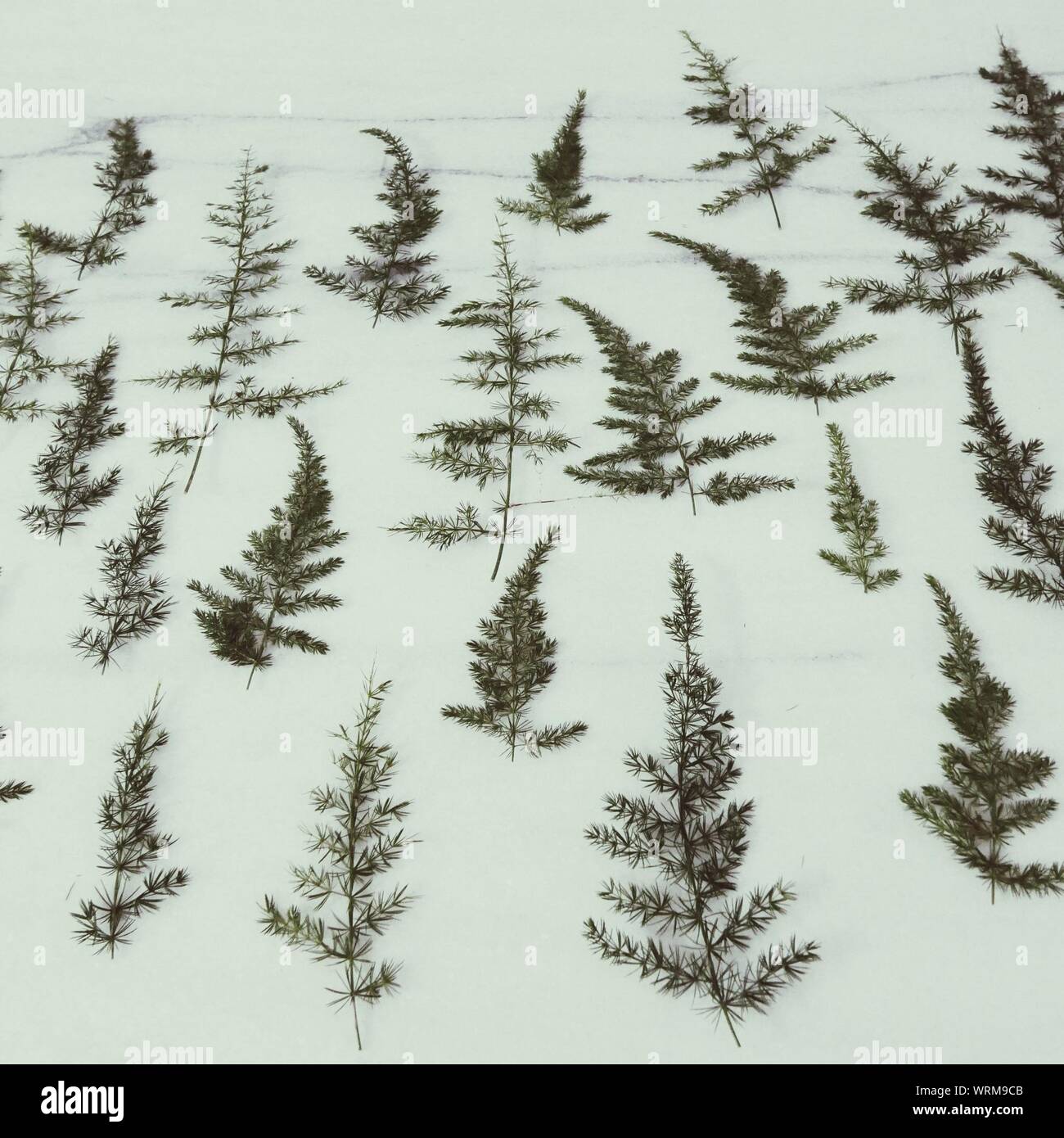 Covered with ferns hi-res stock photography and images - Alamy