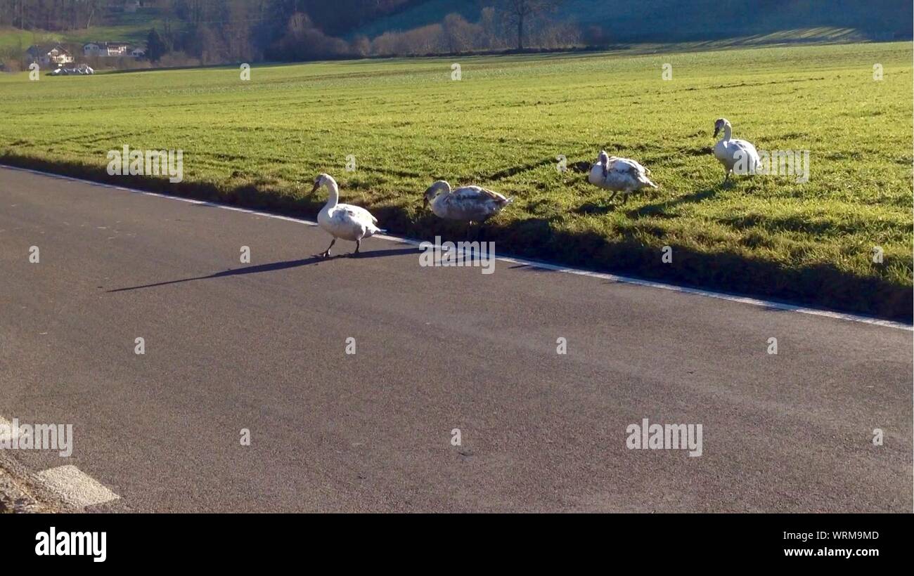 Swan crossing road hi-res stock photography and images - Alamy