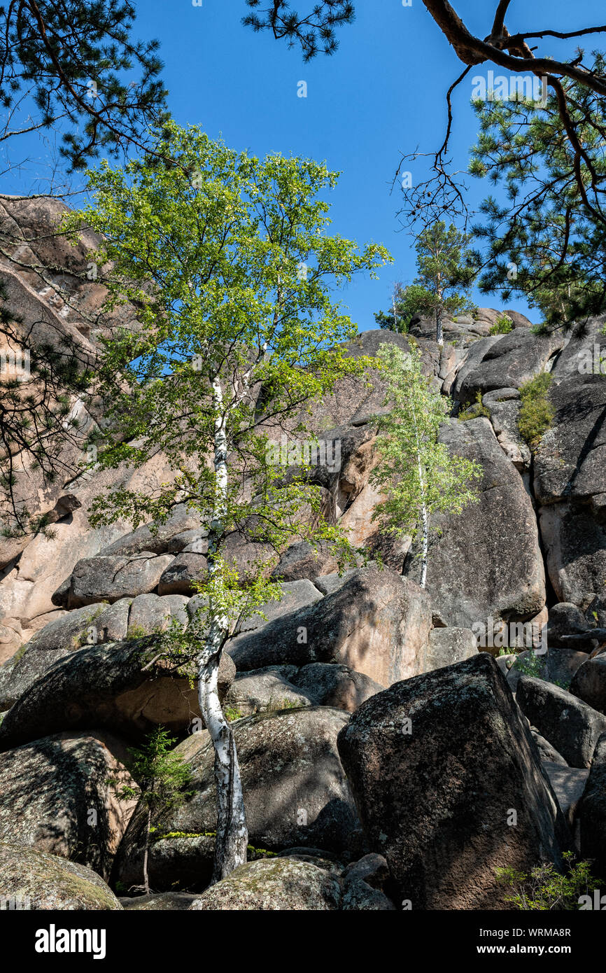 Trees clinging to the first pillar of the Stolby Nature Reserve ...