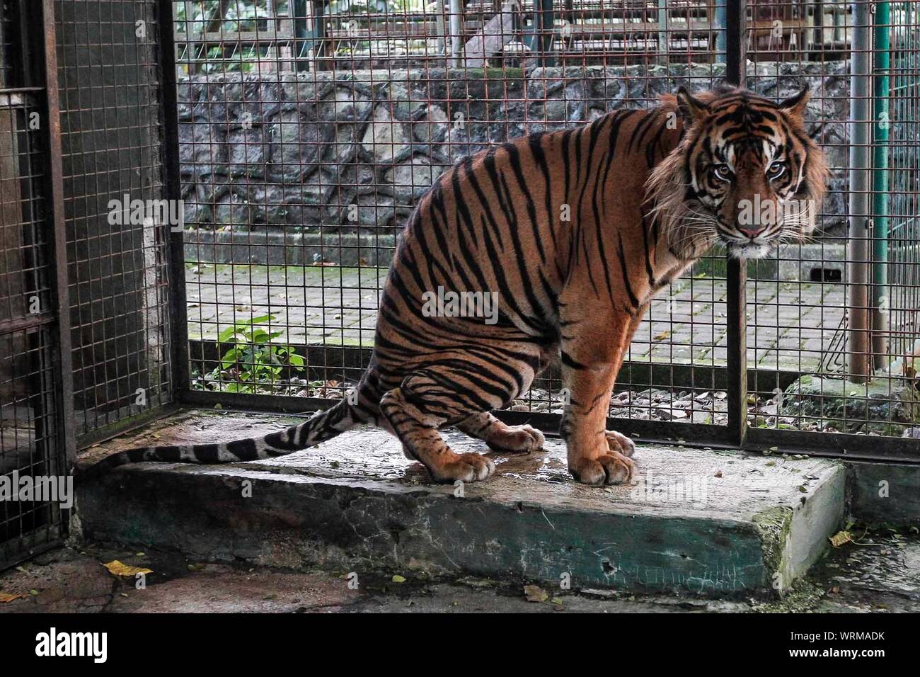 Zoo tiger cage hi-res stock photography and images - Alamy