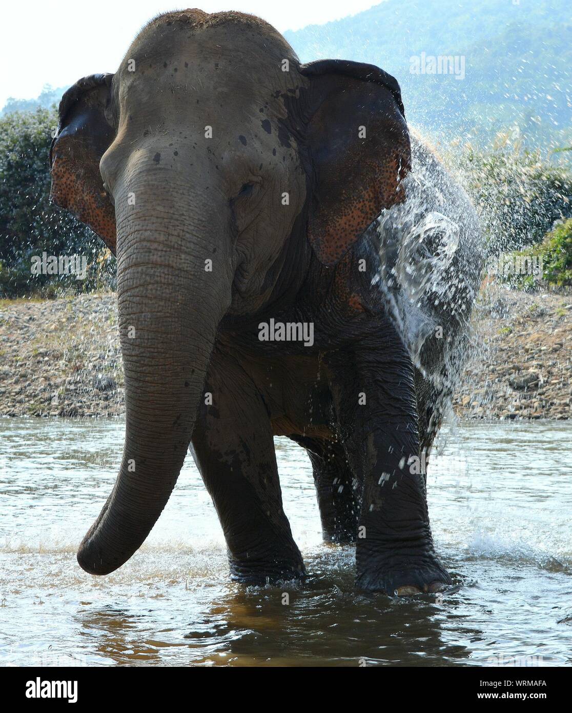 Elephant In Water Splashing High Resolution Stock Photography and ...
