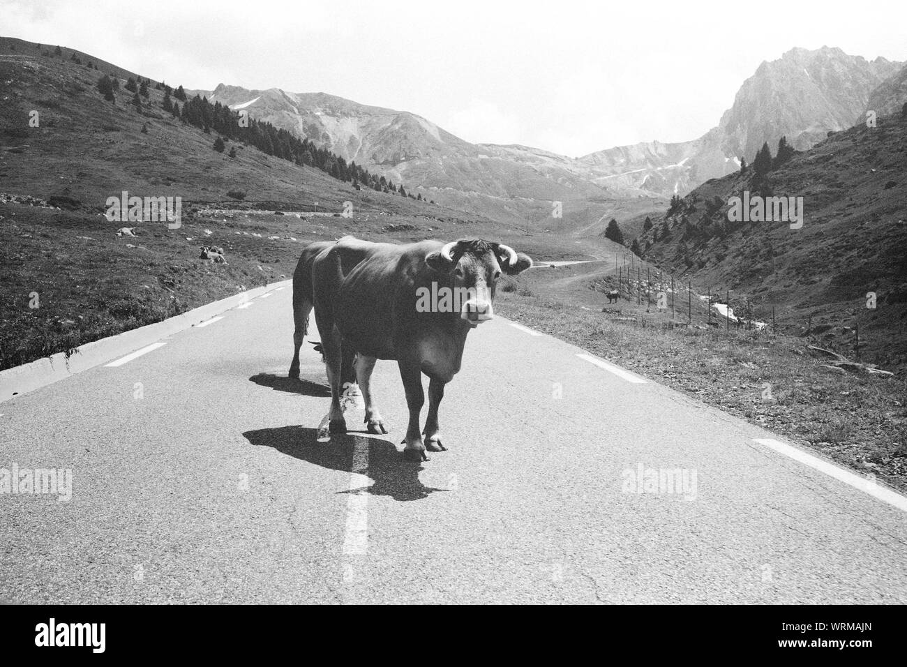 Cow in the road hi-res stock photography and images - Alamy