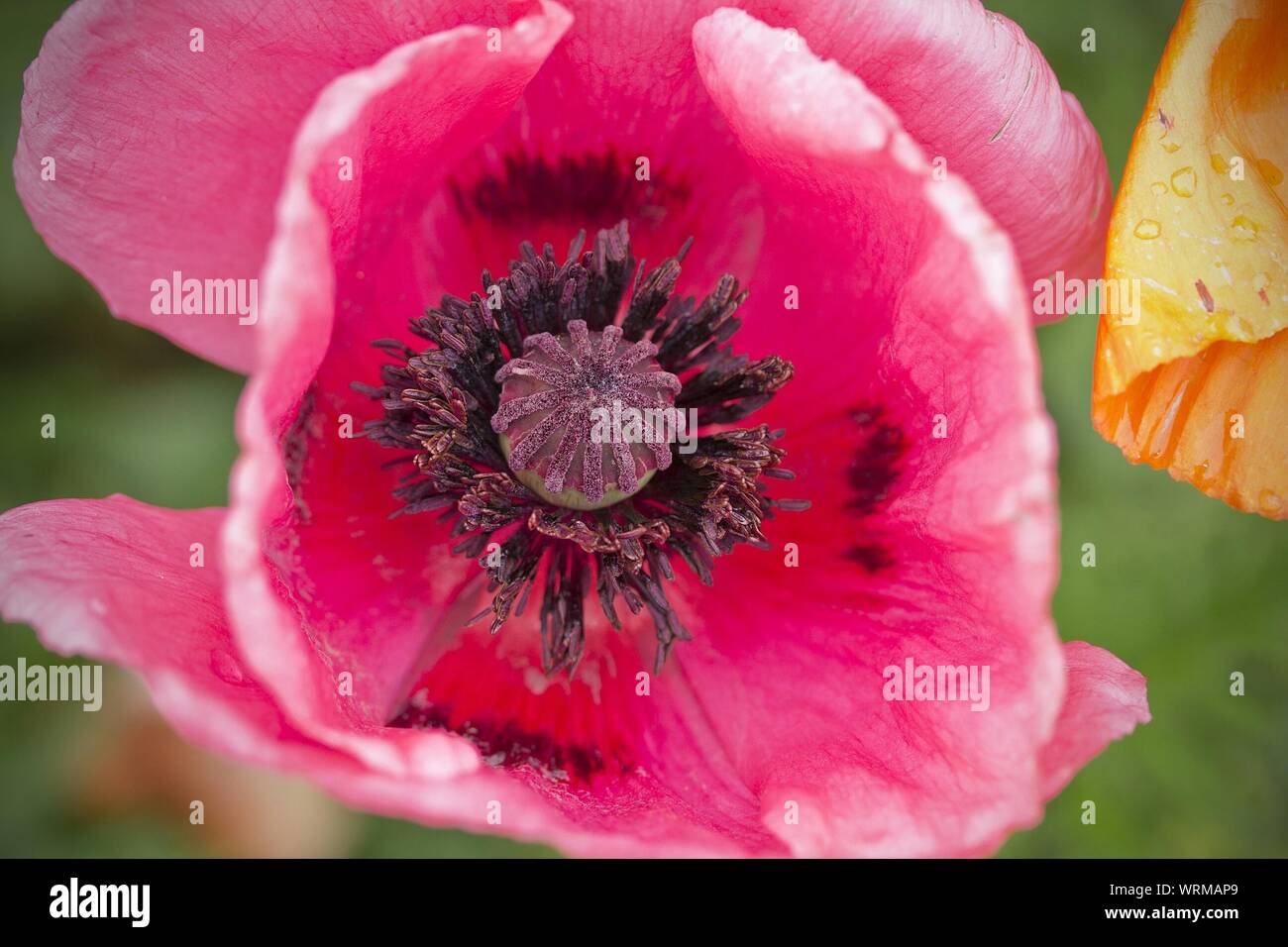 Poppy_head hi-res stock photography and images - Alamy