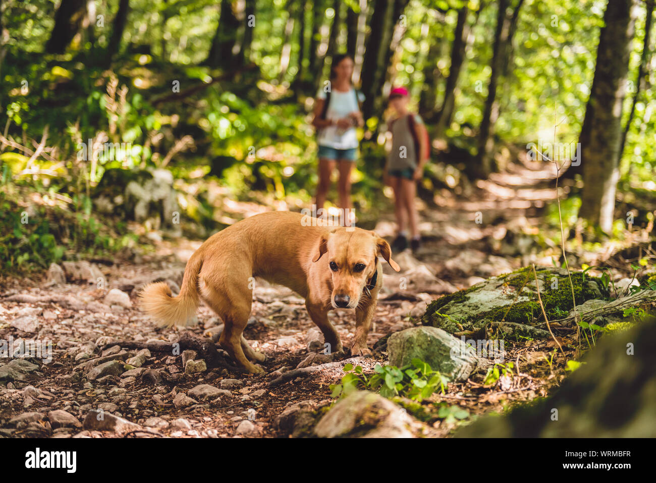 Small yellow dog on a forest trail Stock Photo - Alamy
