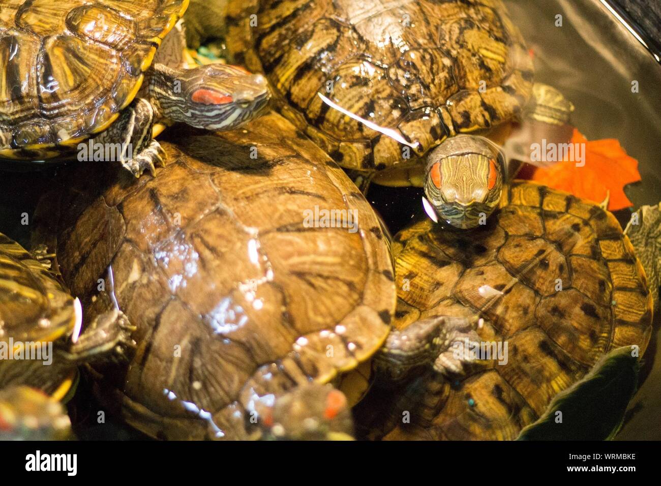 Crowd of turtles hi-res stock photography and images - Alamy