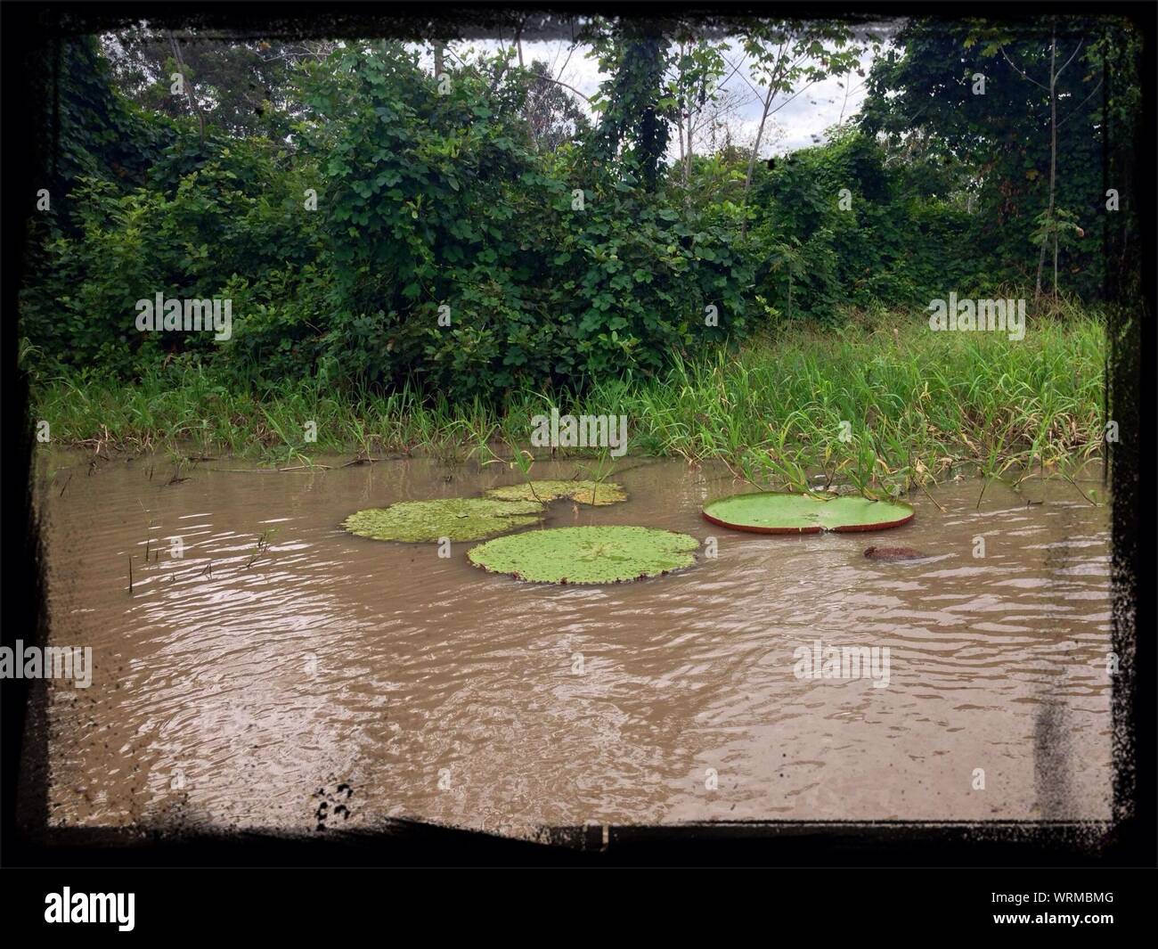 Floating or emergent plants hi-res stock photography and images - Alamy